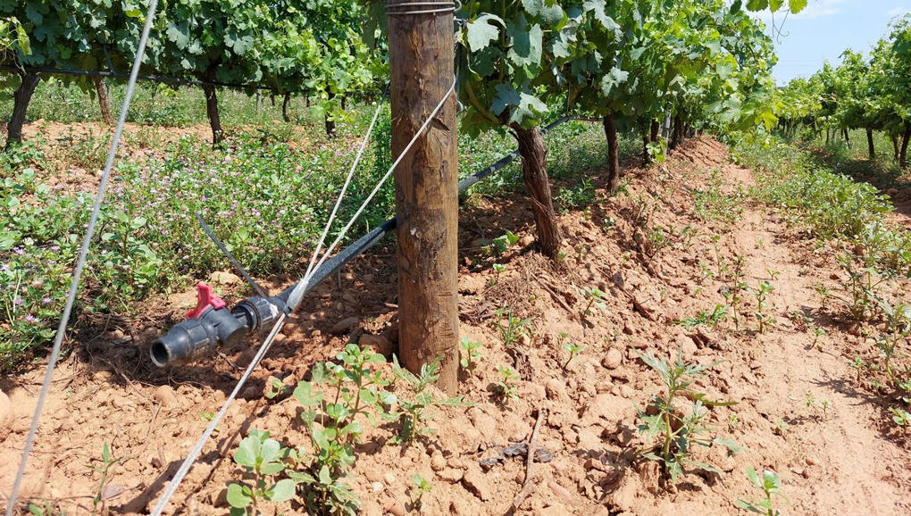 Irriguer la vigne : solution ou mirage fac...