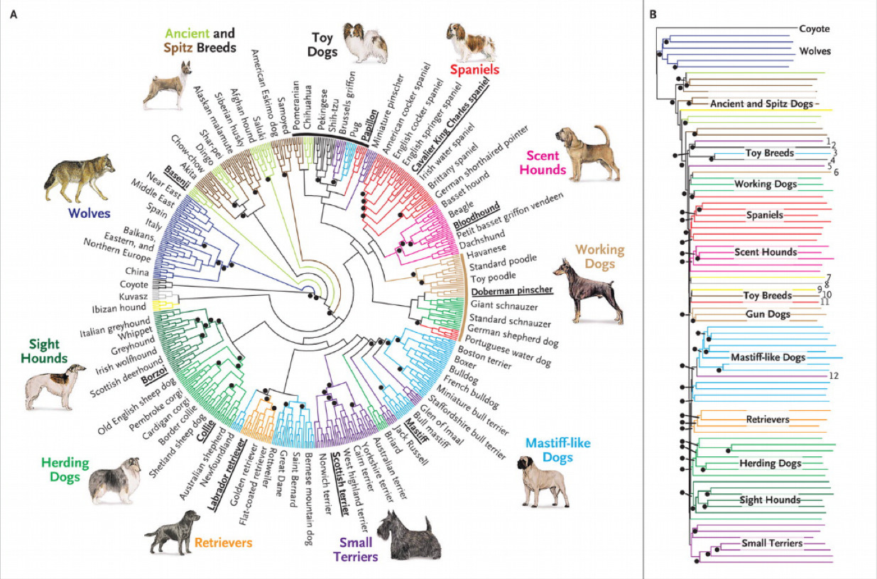 Good Dogs with Bad Genes - Using the Canine Gen...
