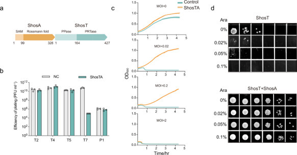 A toxin-antitoxin system provides phage defense...