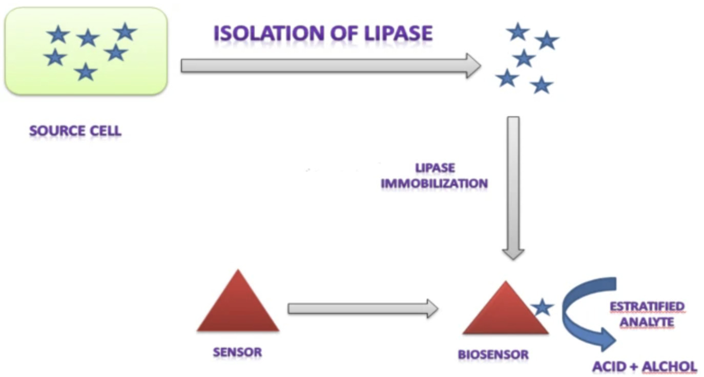 Microbial lipases: advances in production, puri...