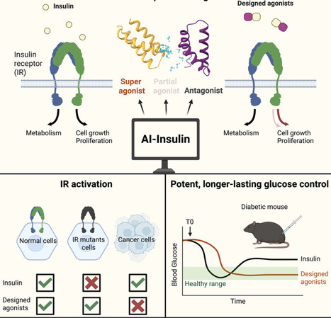 Tuning insulin receptor signaling using de novo...