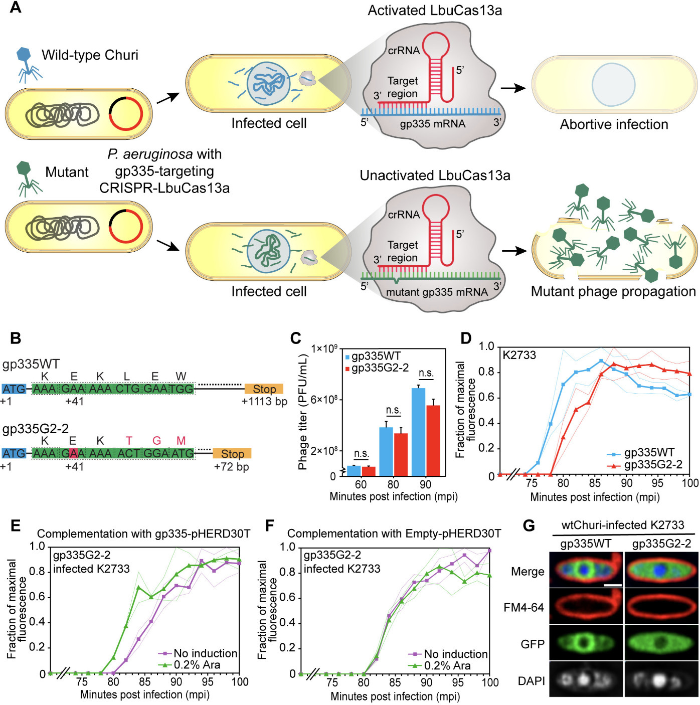 A ribosome-interacting jumbophage protein assoc...
