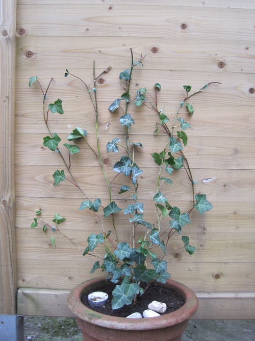 Côté cour : Un lierre en pot pour recouvrir une palissade | Féminissime