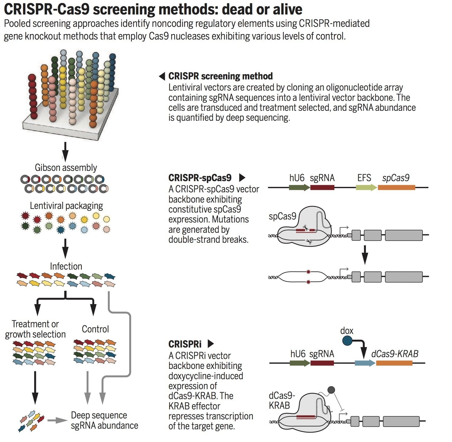 CRISPR screens will reveal important regulatory...