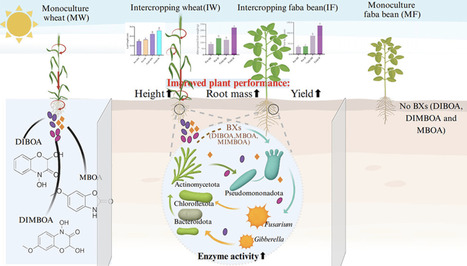 Wheat Root-Exuded Specialized Metabolites (BXs)...
