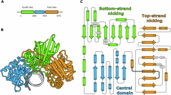 Crystal structures of monomeric BsmI restrictio...