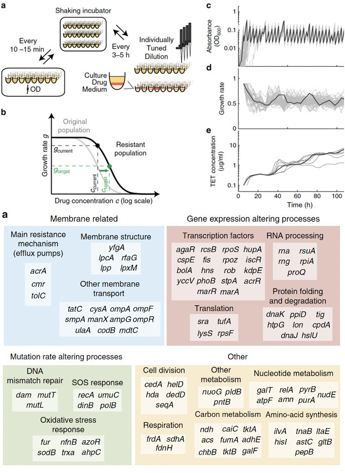Highly parallel lab evolution reveals that epis...