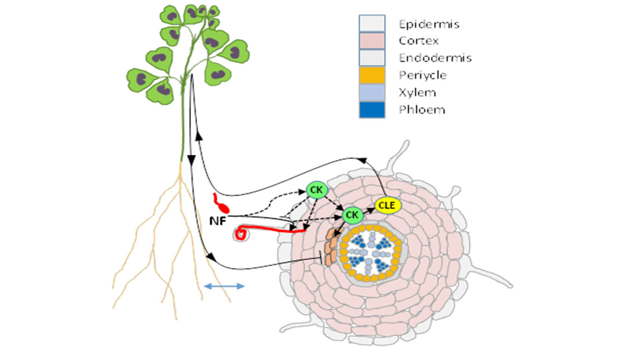 Review: Cytokinins in Legume Plant Symbiotic No...