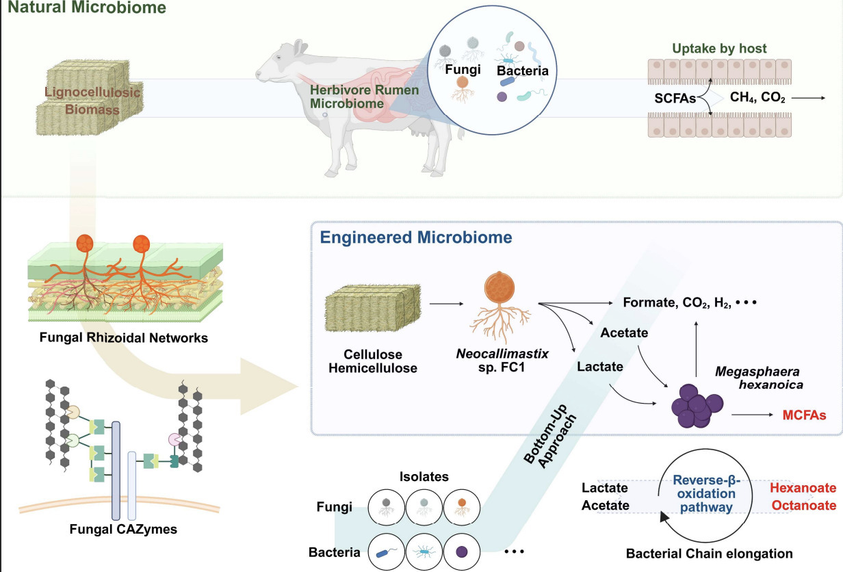 Engineering anaerobic fungal-bacterial consorti...