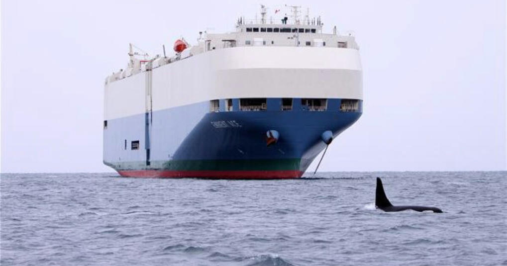 Reducing collisions between ships and whales? T...