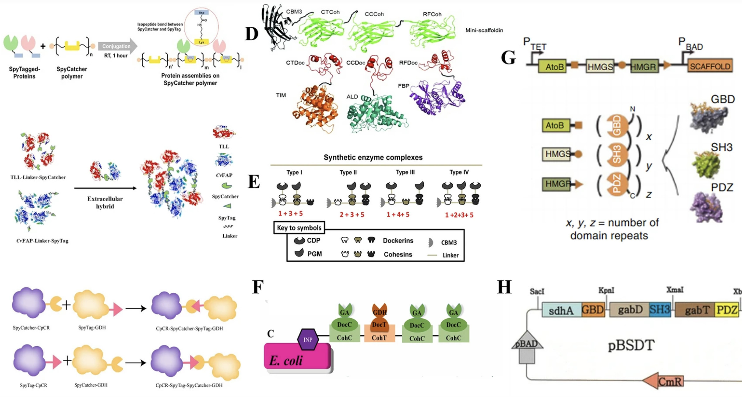 Research progress of multi-enzyme complexes bas...