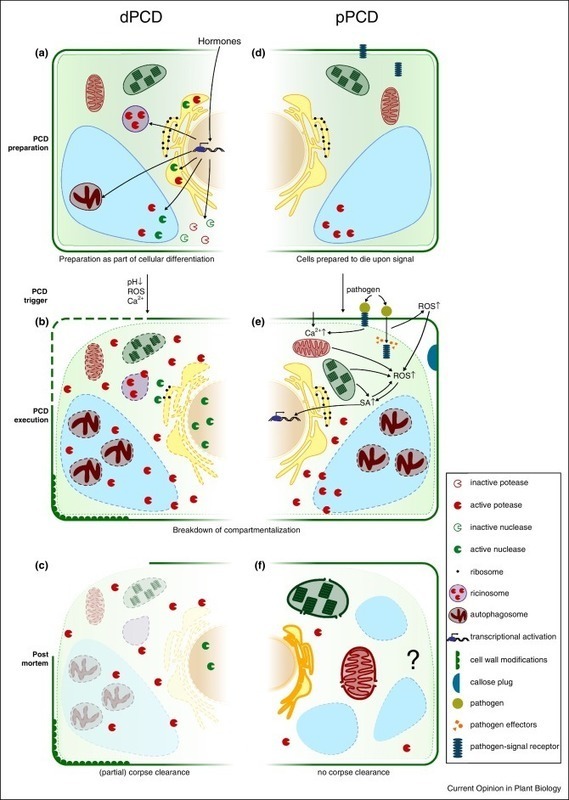 Dying two deaths — programmed cell death ...