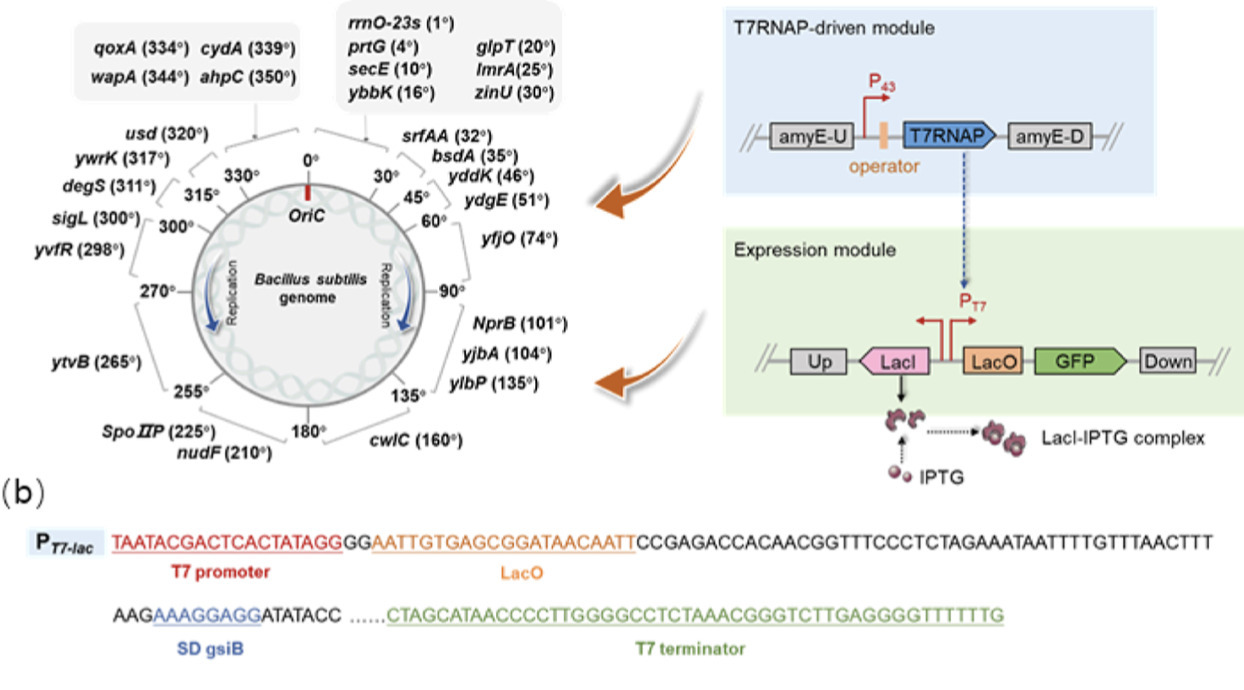 Unlocking Green Biomanufacturing Potential: Sup...