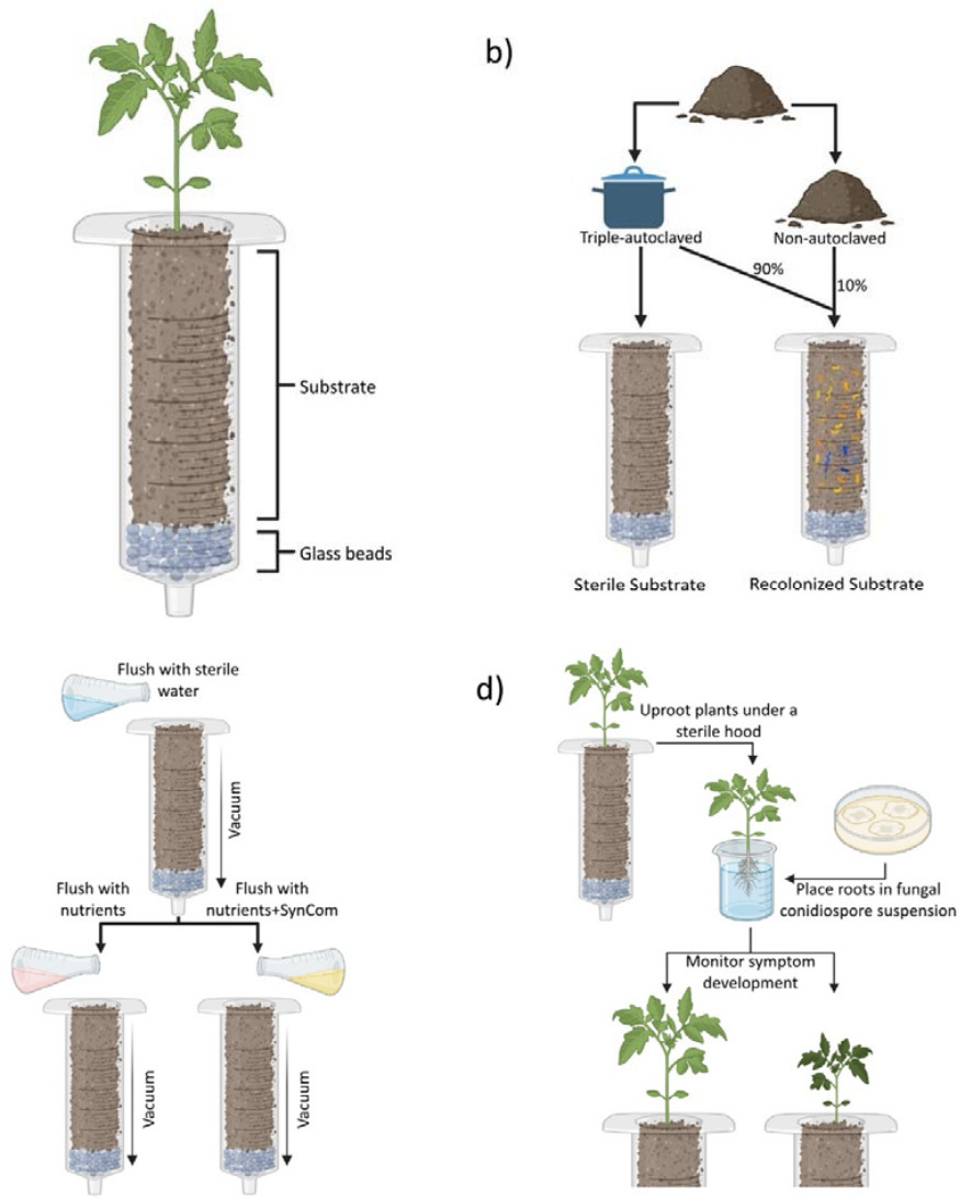 A gnotobiotic system reveals multifunctional ef...