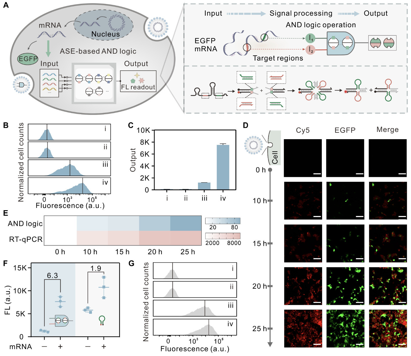 Implementing complex nucleic acid circuits in l...