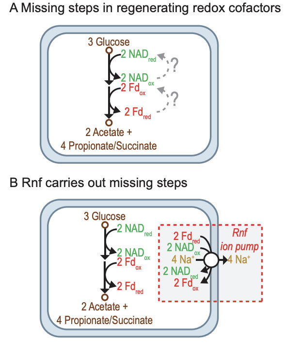 The enzyme Rnf completes the pathway for formin...