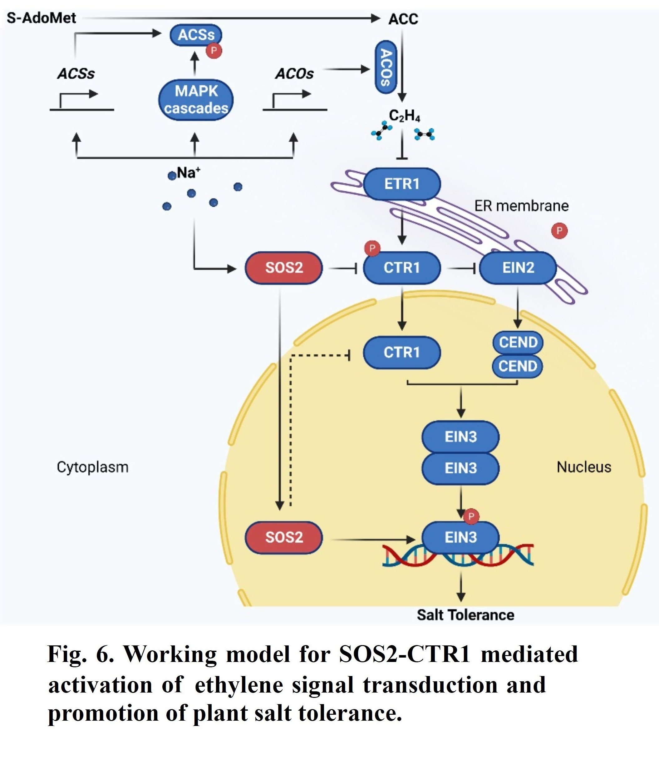 The SOS2-CTR1 module coordinates plant growth a...