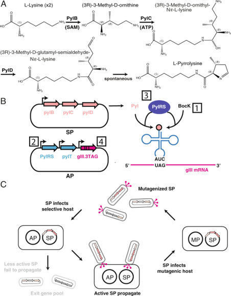 Improved pyrrolysine biosynthesis through phage...