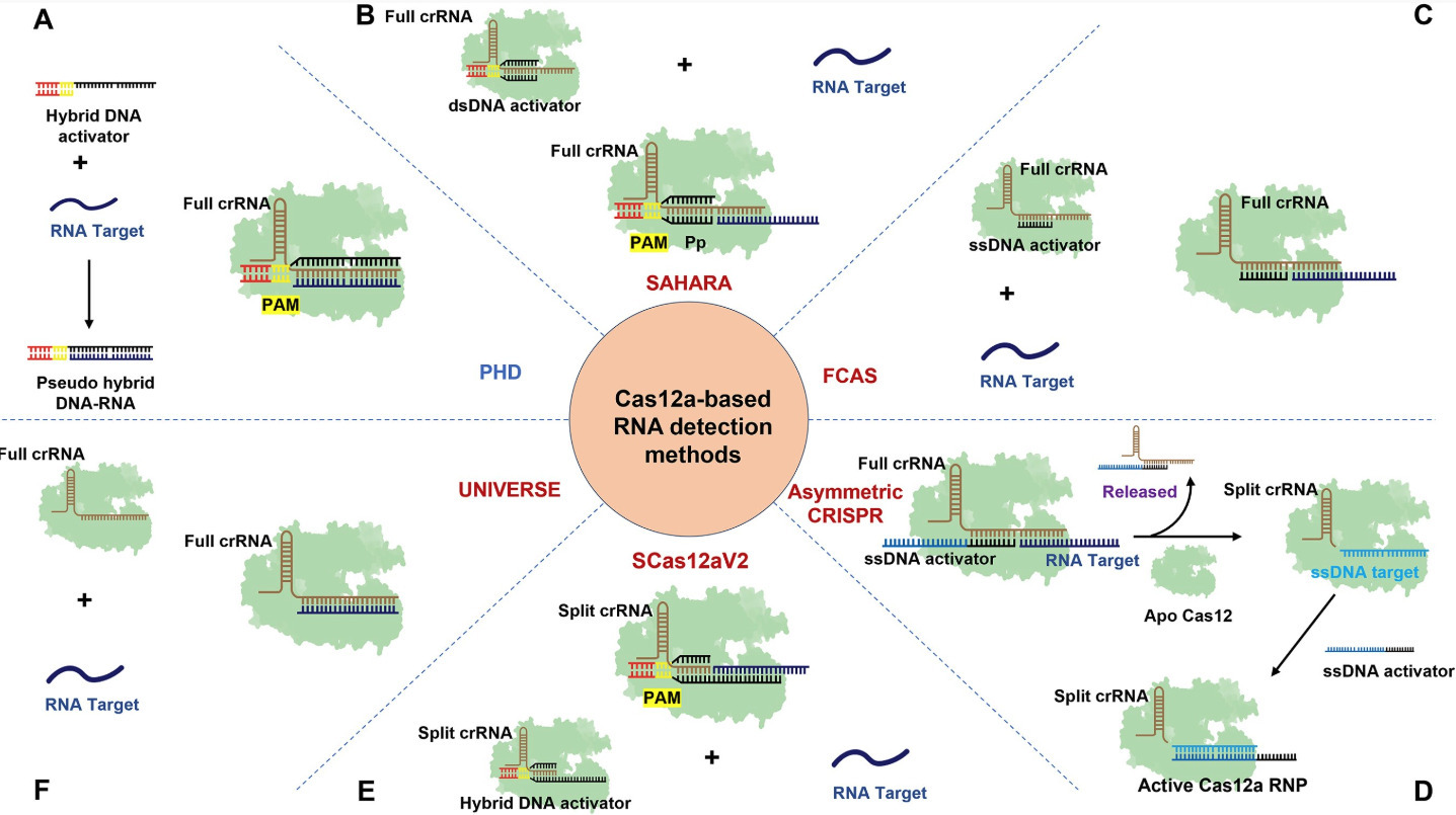 Boosting CRISPR/Cas12a intrinsic RNA detection ...
