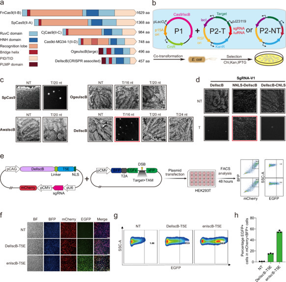Engineering a CRISPR-associated IscB system for...
