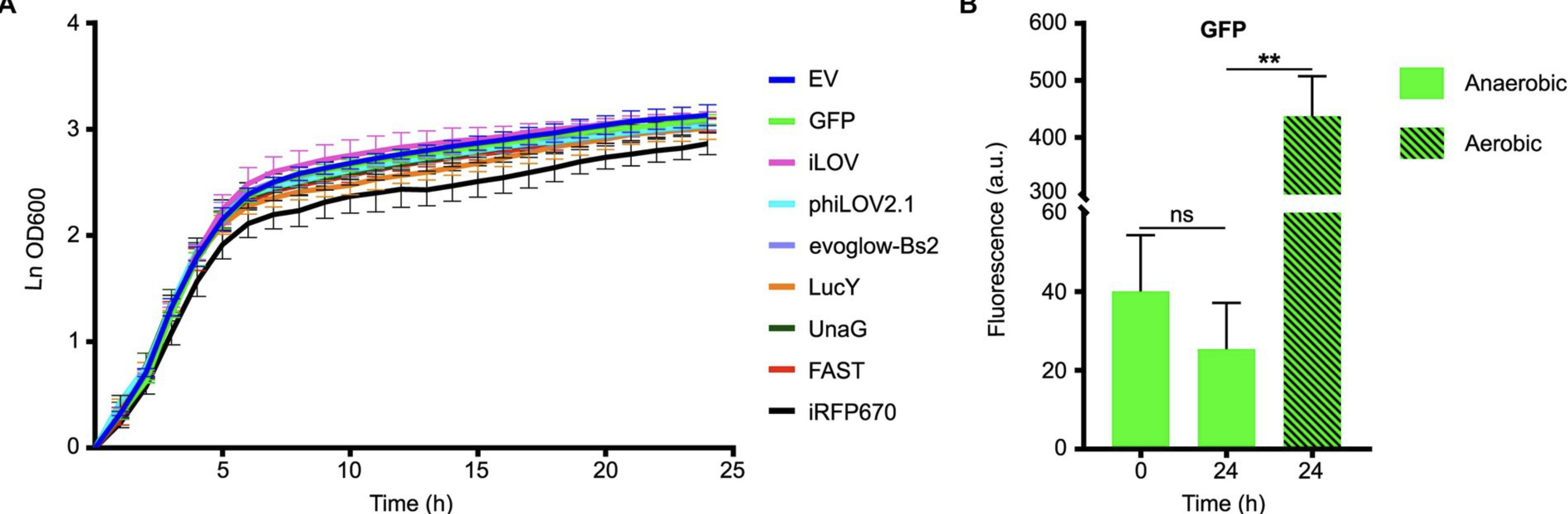 Anaerobic fluorescent reporters for live imagin...