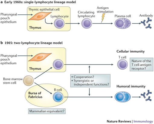 The early history of B cells : Nature Reviews I...
