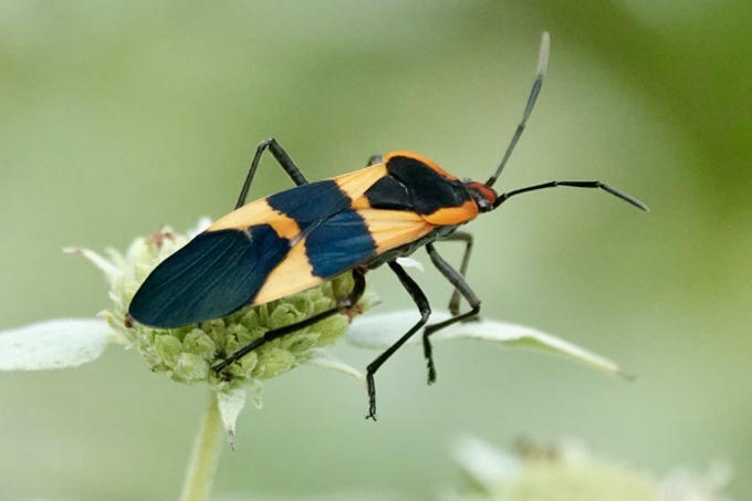 Insects are disappearing due to agriculture &nd...