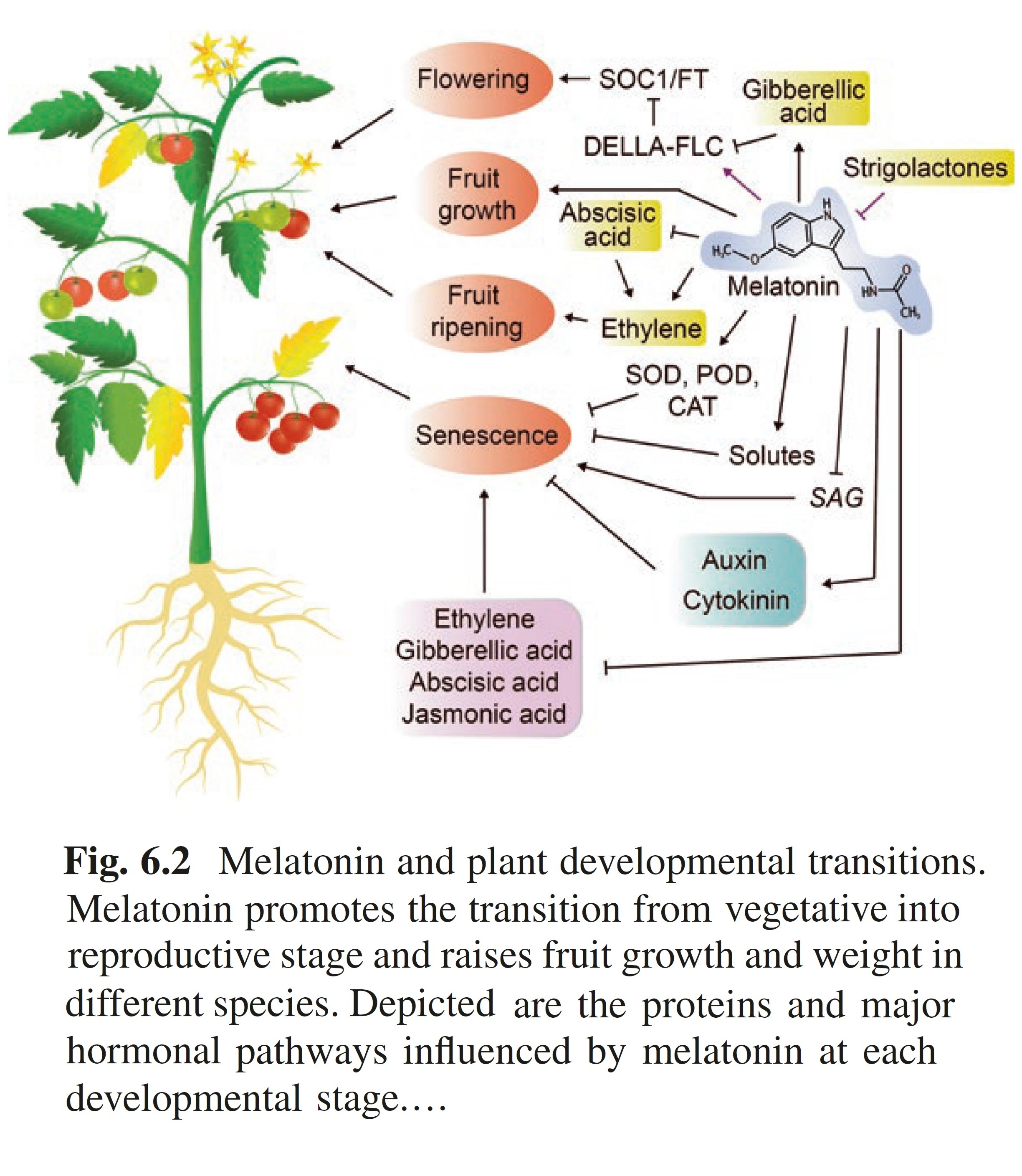 Melatonin in Plant Growth and Signaling - Chapt...