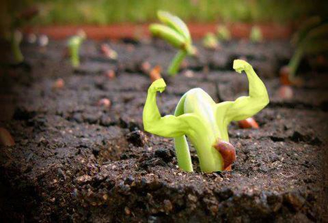 Hope For The Future: Stressed Plants Produce More Resilient Offspring ...