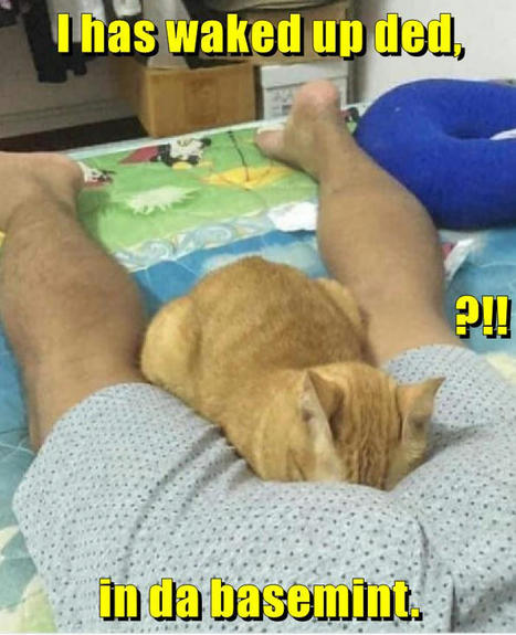 Something smells weird - Lolcats - lol | cat me...