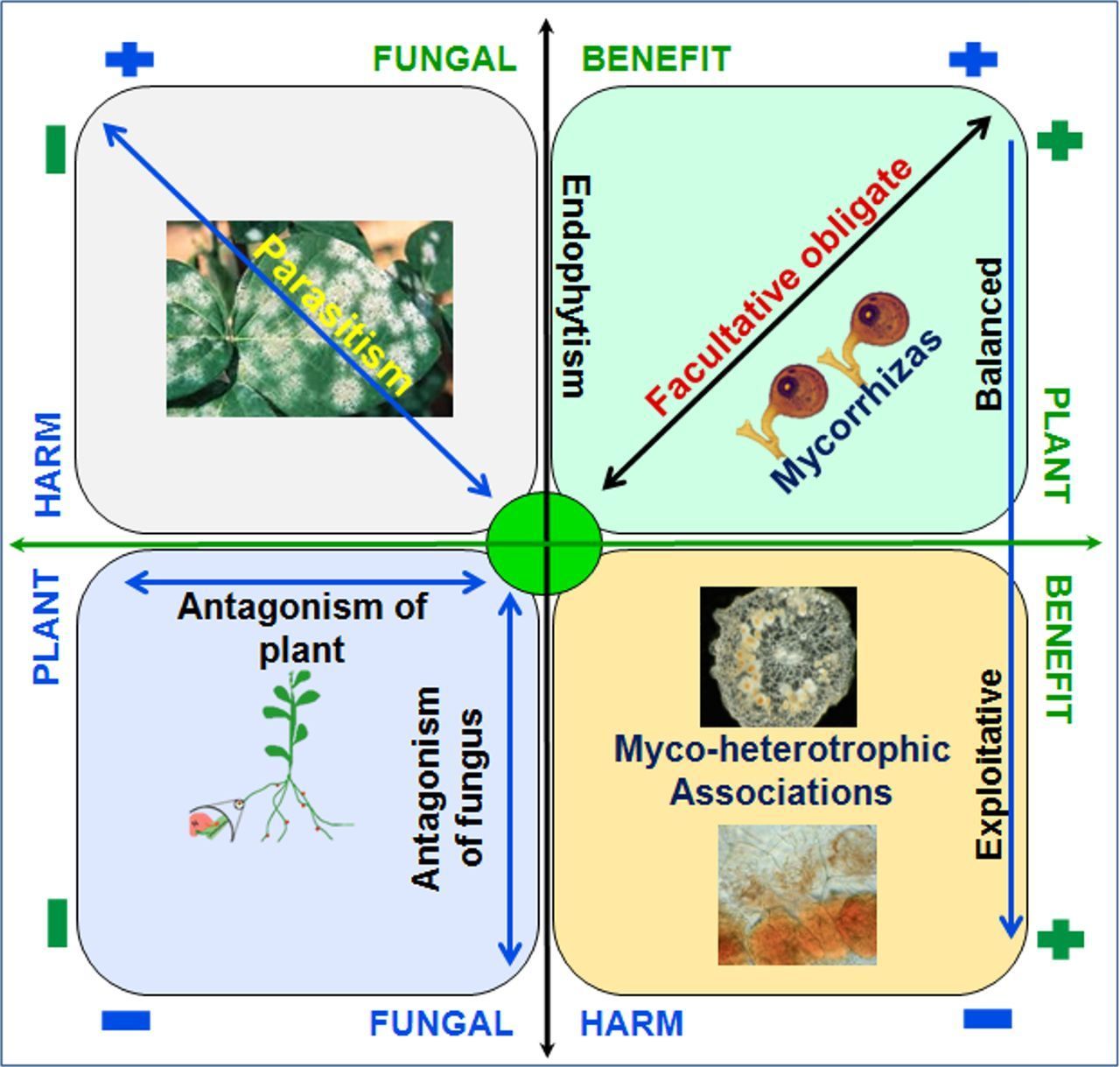 Friends or foes? Emerging insights from fungal ...