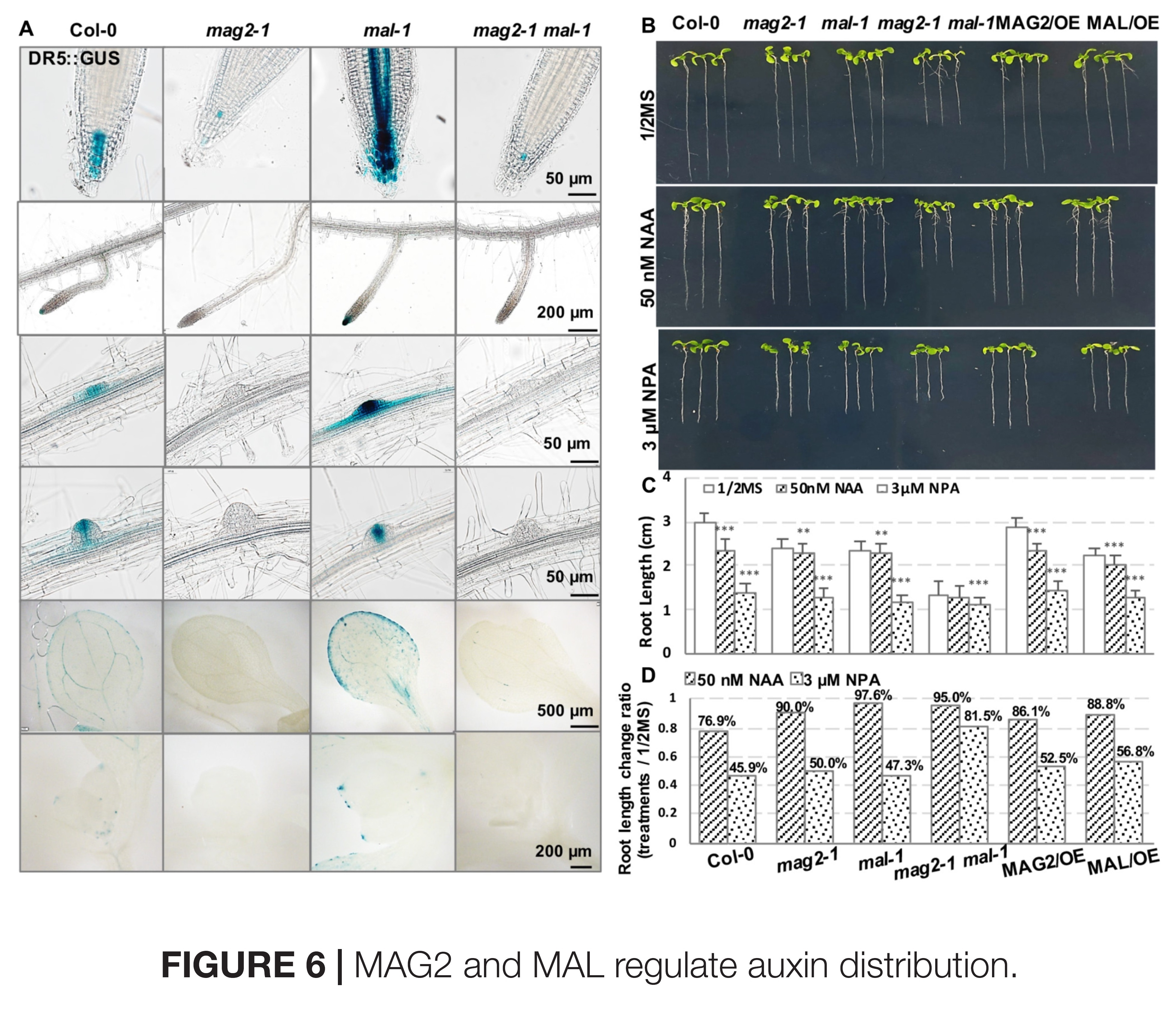 MAG2 and MAL Regulate Vesicle Trafficking and A...