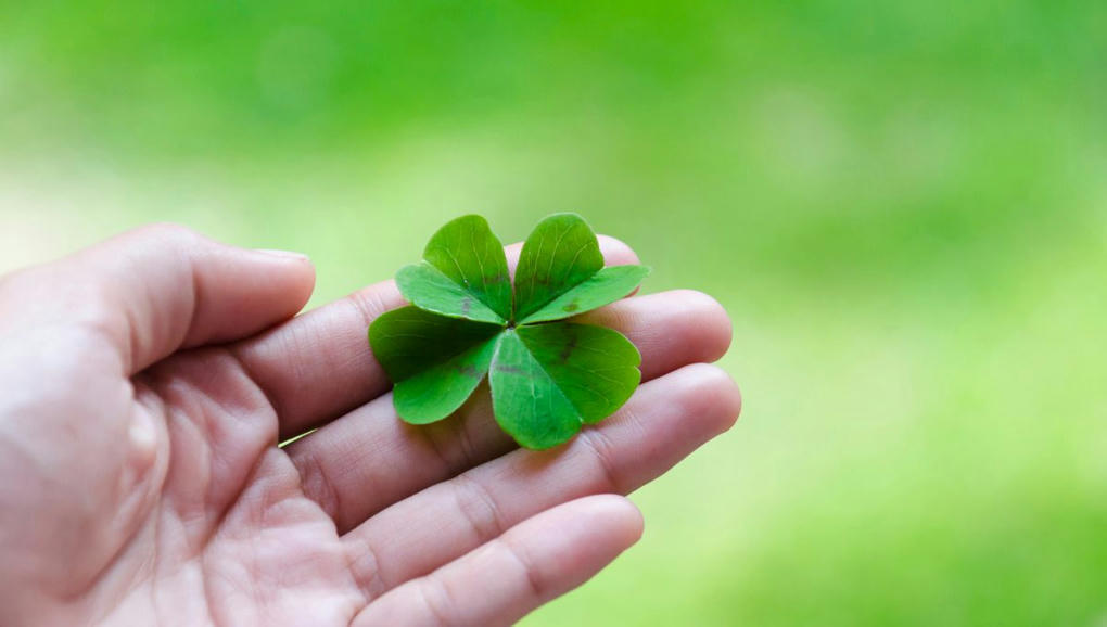 Les trèfles à quatre feuilles son...