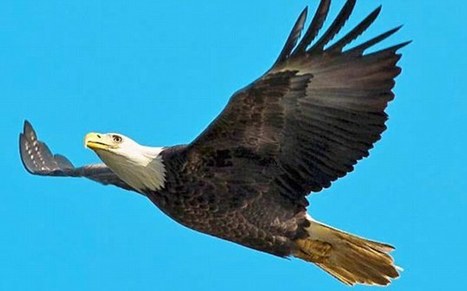 How Birds are Helping Airbus Build Quieter Plan...