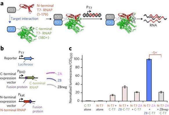 Evolution of a split RNA polymerase as a versat...