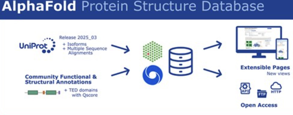 AlphaFold Protein Structure Database 2025: a re...