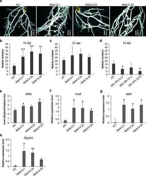 Deciphering the role of SPL12 and AGL6 from a g...
