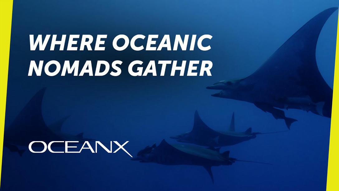 Why do so many devil rays come to this one spot...