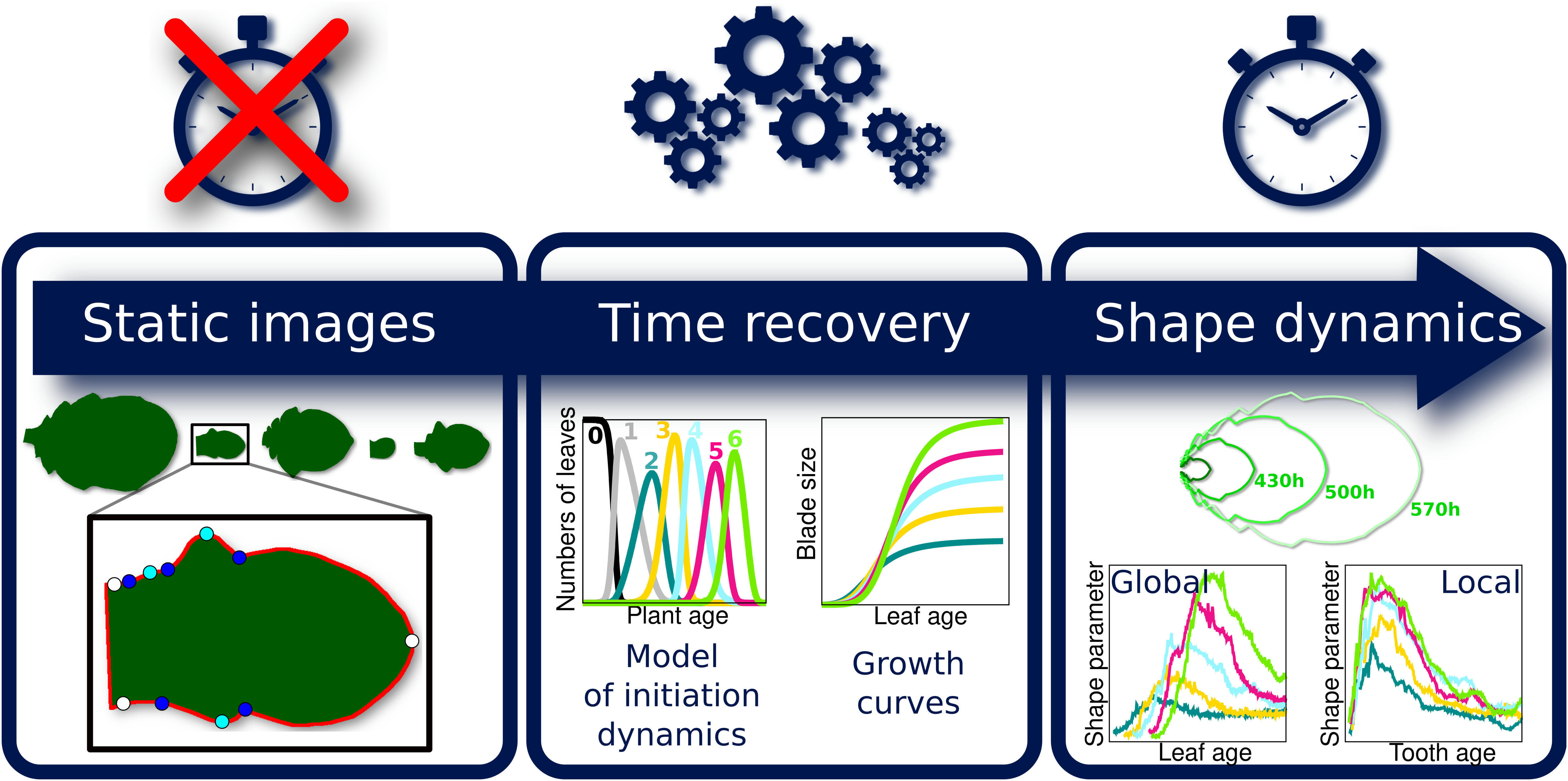 Model-based reconstruction of whole organ growt...