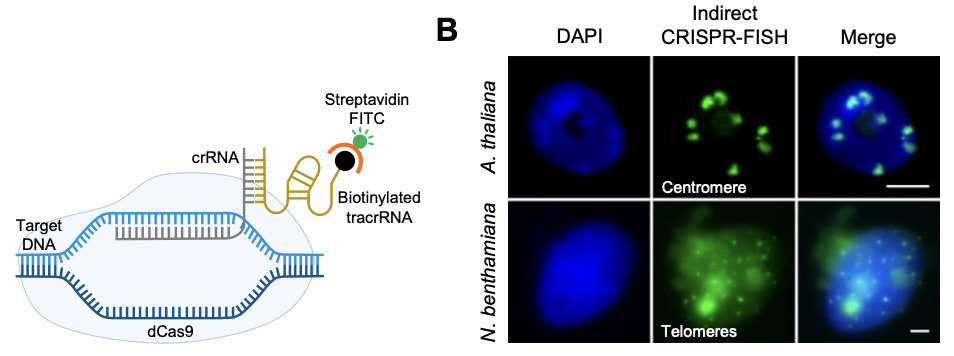 CRISPR-CISH: An in situ chromogenic DNA repeat ...