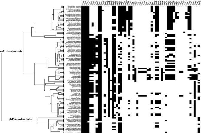 Phylogenomics reveals the evolution of root nod...