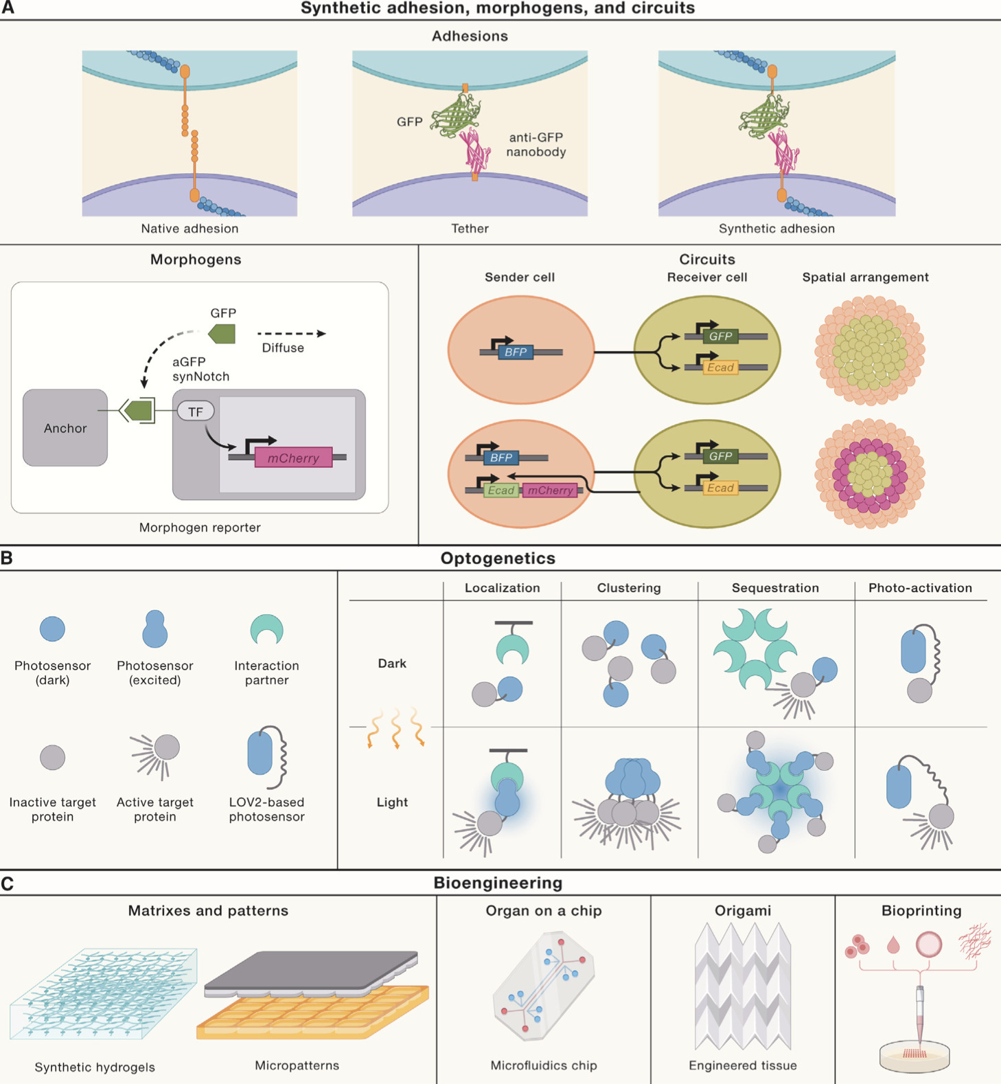 The evolution of developmental biology through ...