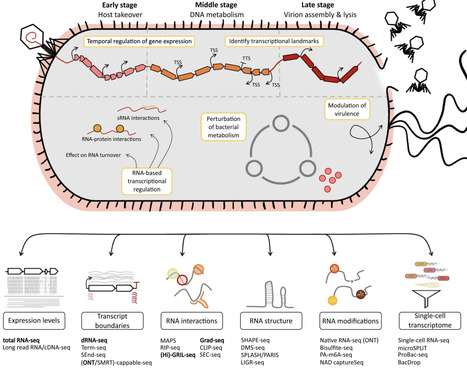 Exploring the transcriptional landscape of phag...
