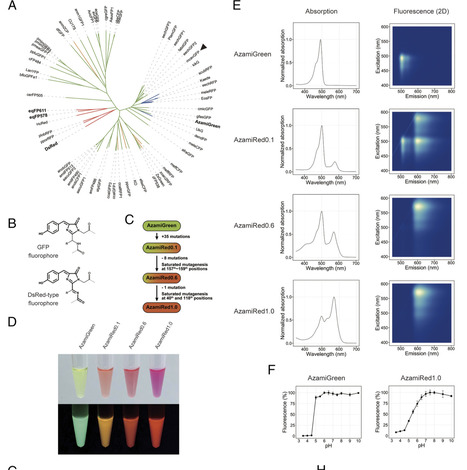 Red fluorescent proteins engineered from green ...
