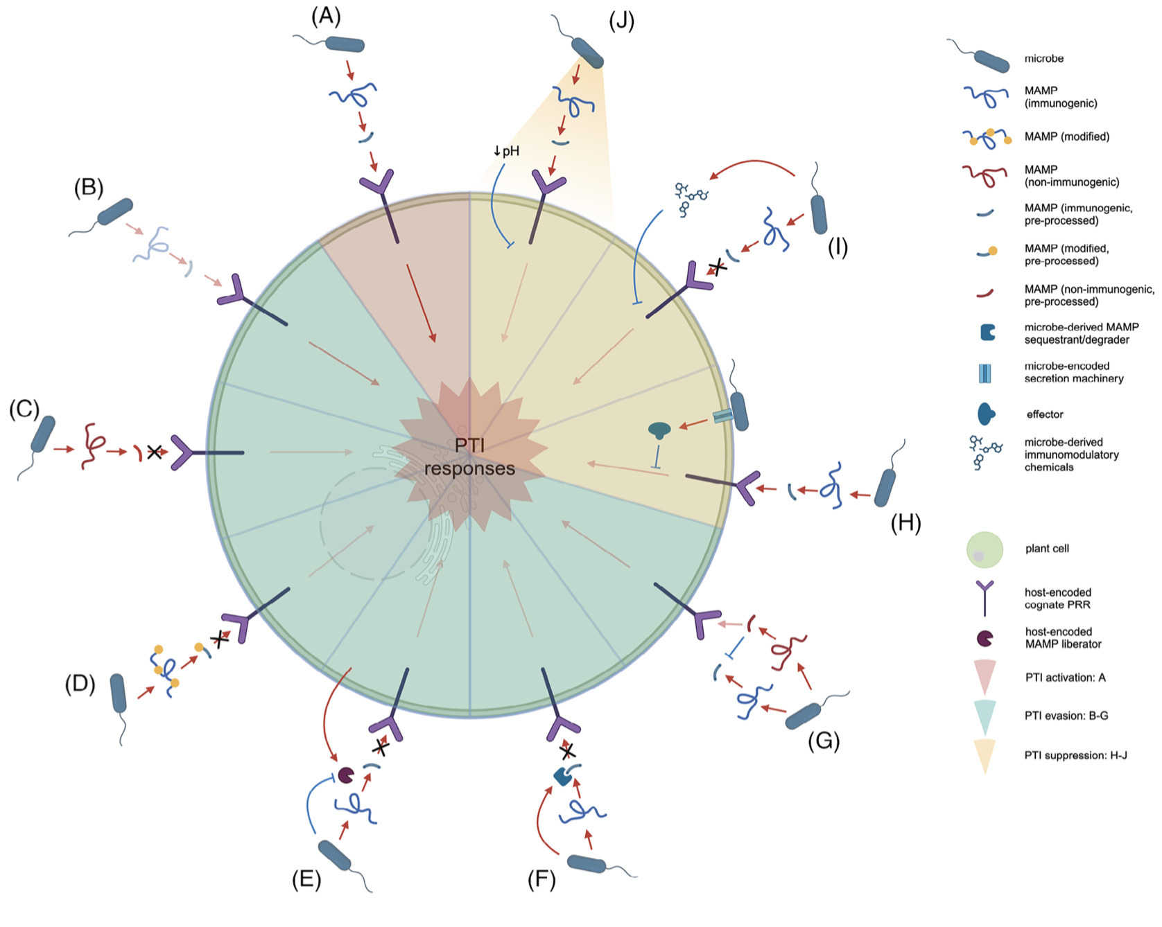 Taming of the microbial beasts: Plant immunity ...