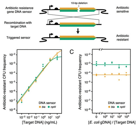 Engineered Acinetobacter baylyi ADP1-ISx Cells ...