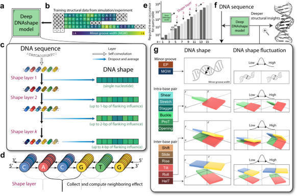 Predicting DNA structure using a deep learning ...