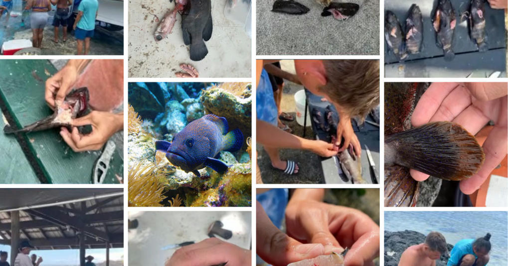 Young Hawaiian scientist uses kilo, or observat...