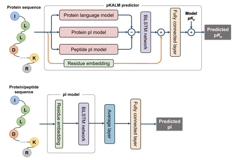 Accurate and Rapid Prediction of Protein pKa: P...
