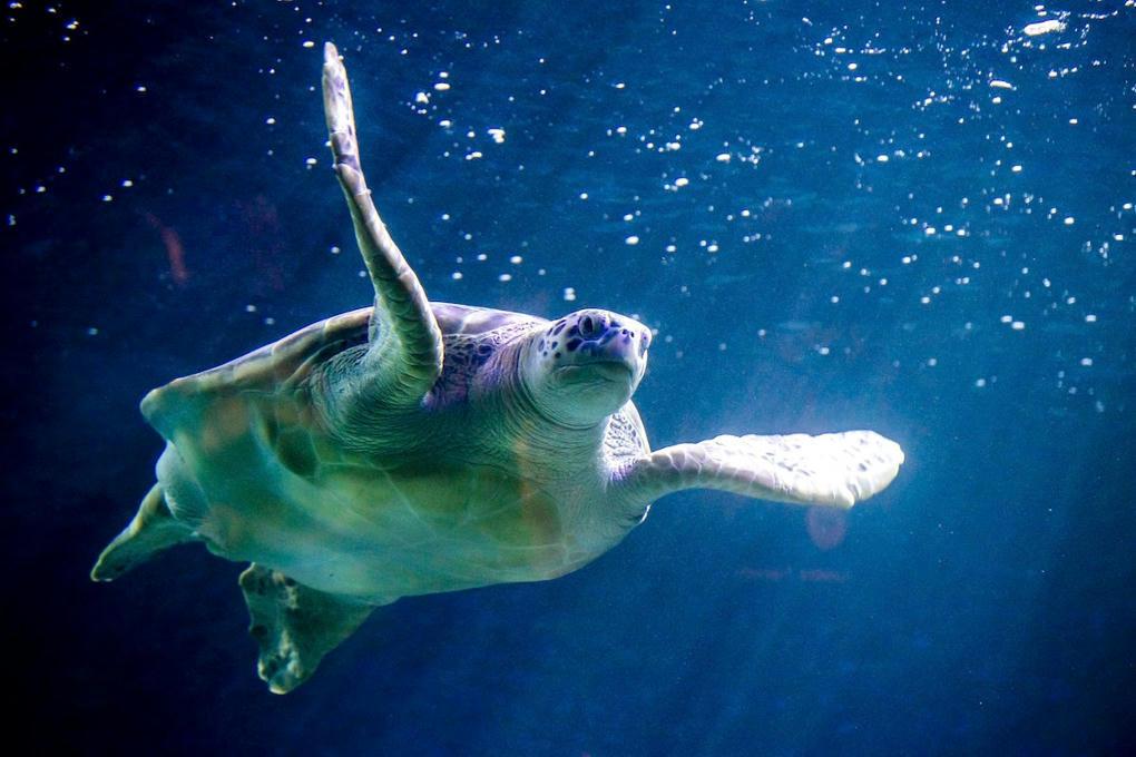 More Than 1.1 Million Sea Turtles Poached Betwe...